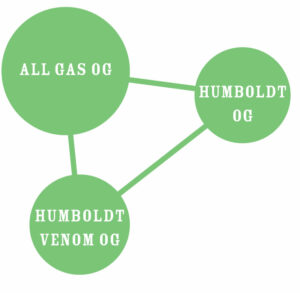 All Gas OG Autoflower Seeds - Humboldt Seed Company